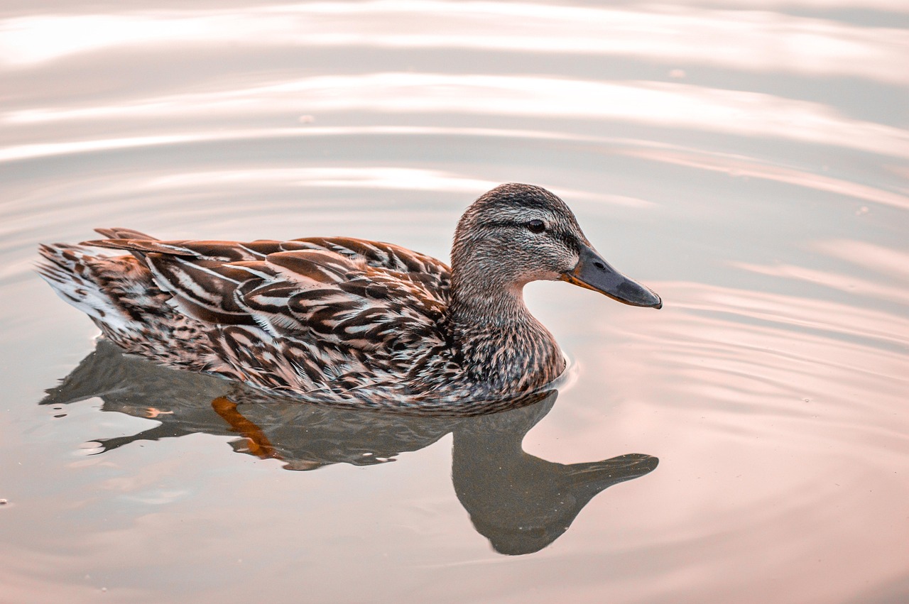 Pato Agua Selvagem Animais - Foto gratuita no Pixabay - Pixabay