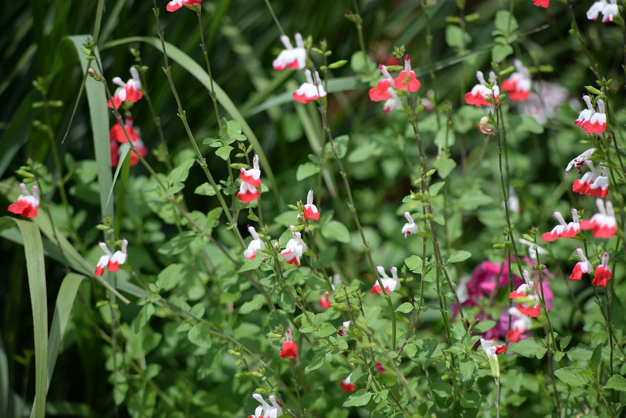 Flowers Flowering Plant Perrenials - Free photo on Pixabay - Pixabay