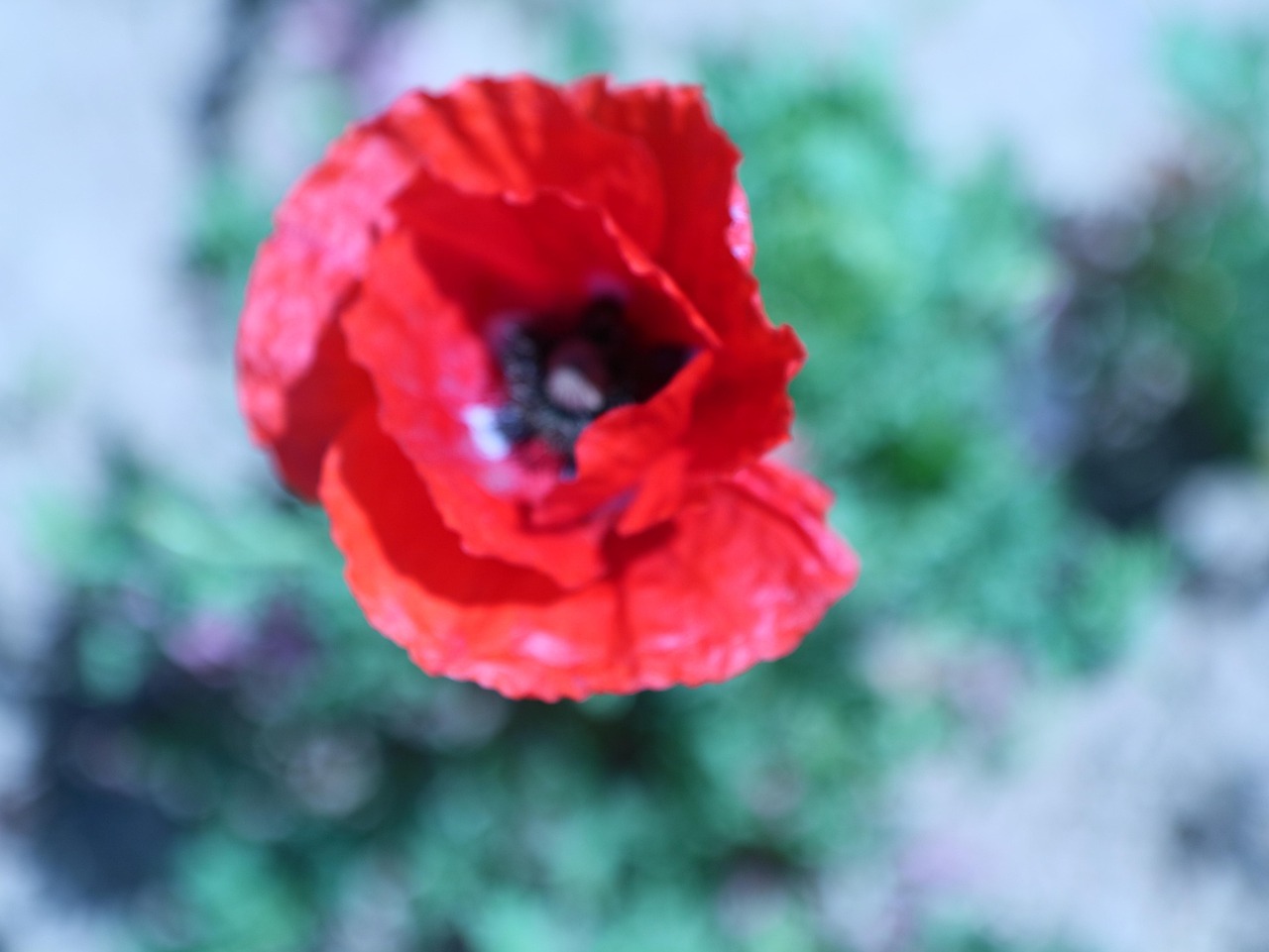 Coquelicot - Photo gratuite sur Pixabay - Pixabay