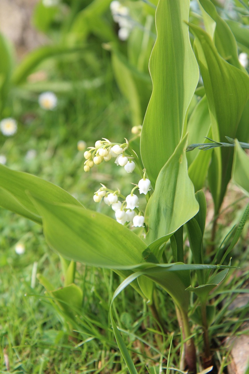 Lily Of The Valley White Flowers - Free photo on Pixabay - Pixabay