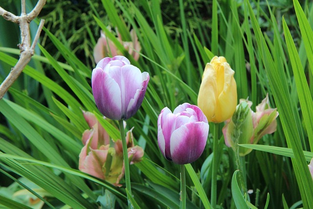 Primavera Tulipas Natureza - Foto gratuita no Pixabay - Pixabay