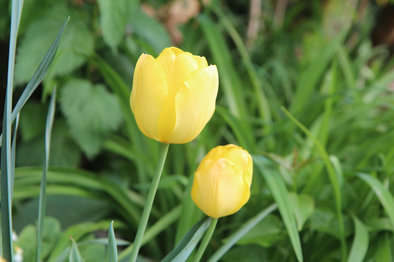 Tulips Yellow - Free photo on Pixabay - Pixabay