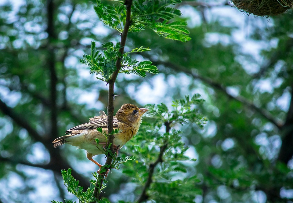 Baya Weaver Bird Animal - Free photo on Pixabay