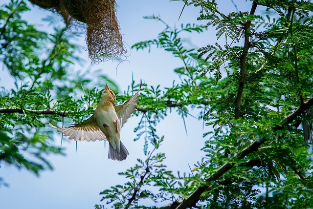 Baya Weaver Bird Nest - Free photo on Pixabay