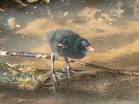 10+ Free Chicken Claw & Moorhen Photos - Pixabay