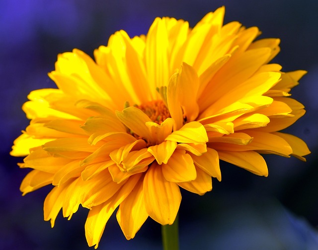 300,000+ Free Flowers Images & Flower Photos [HD] - Pixabay