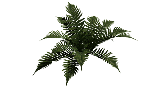 Samambaia Planta Natureza - Imagens grátis no Pixabay