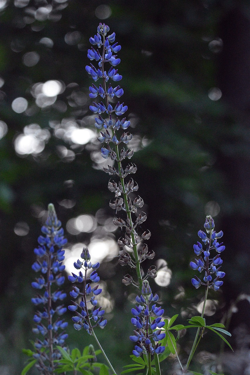 Fleurs Bleues Flore - Photo gratuite sur Pixabay - Pixabay