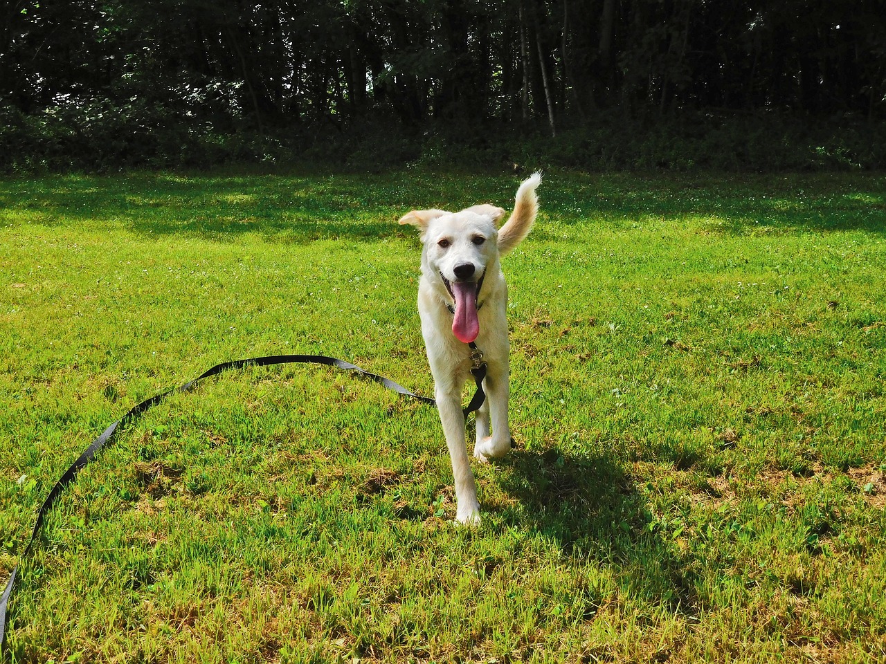 Chien Entrainement De École - Photo gratuite sur Pixabay - Pixabay