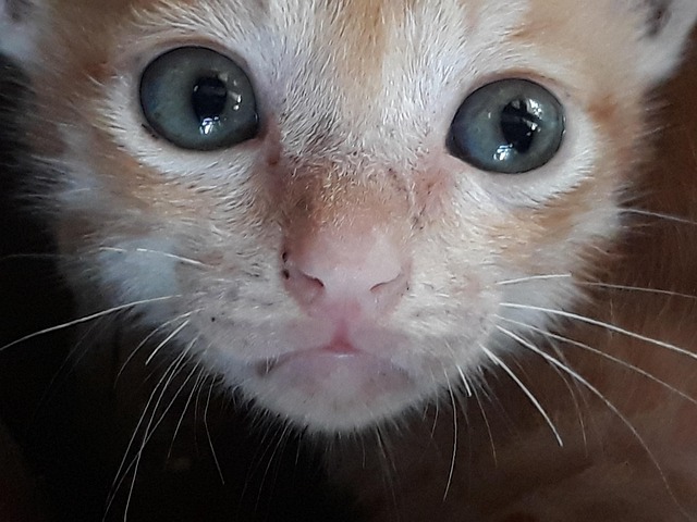 Chat Enfant Facile - Photo gratuite sur Pixabay