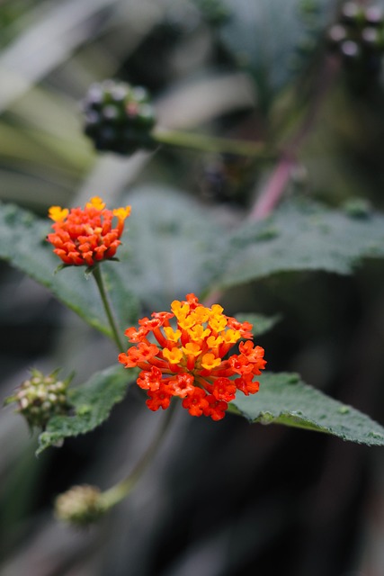 West Indian Lantana Flower Plant - Free photo on Pixabay - Pixabay