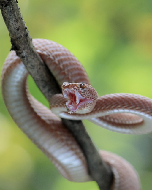Discover Stunning Snake Photos - Free for Commercial Use | Download Now ...