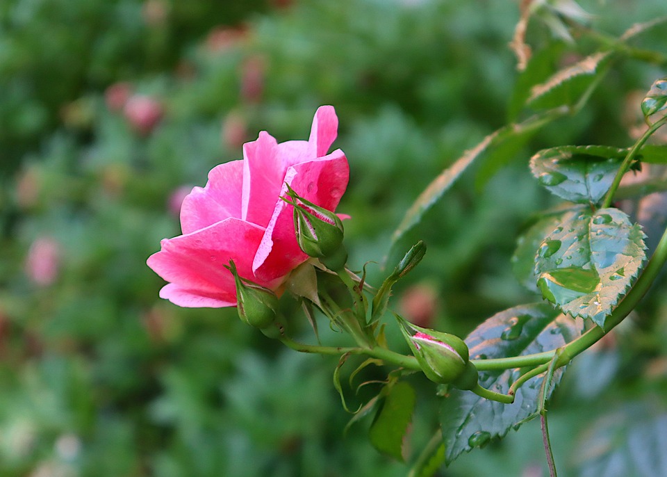 Rose Pinke Blume - Kostenloses Foto auf Pixabay - Pixabay