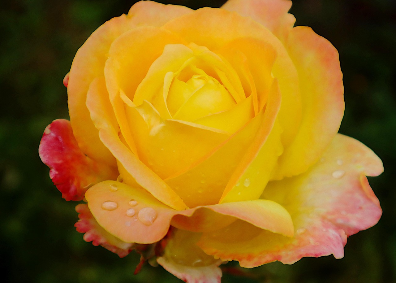 Rose Yellow Flower - Free photo on Pixabay - Pixabay