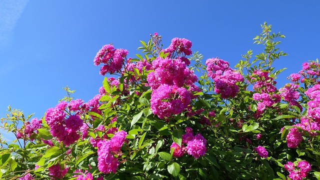 Climbing Roses Flowers Flower - Free photo on Pixabay - Pixabay