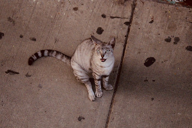 Gato De Rua Animal Animais - Foto gratuita no Pixabay - Pixabay