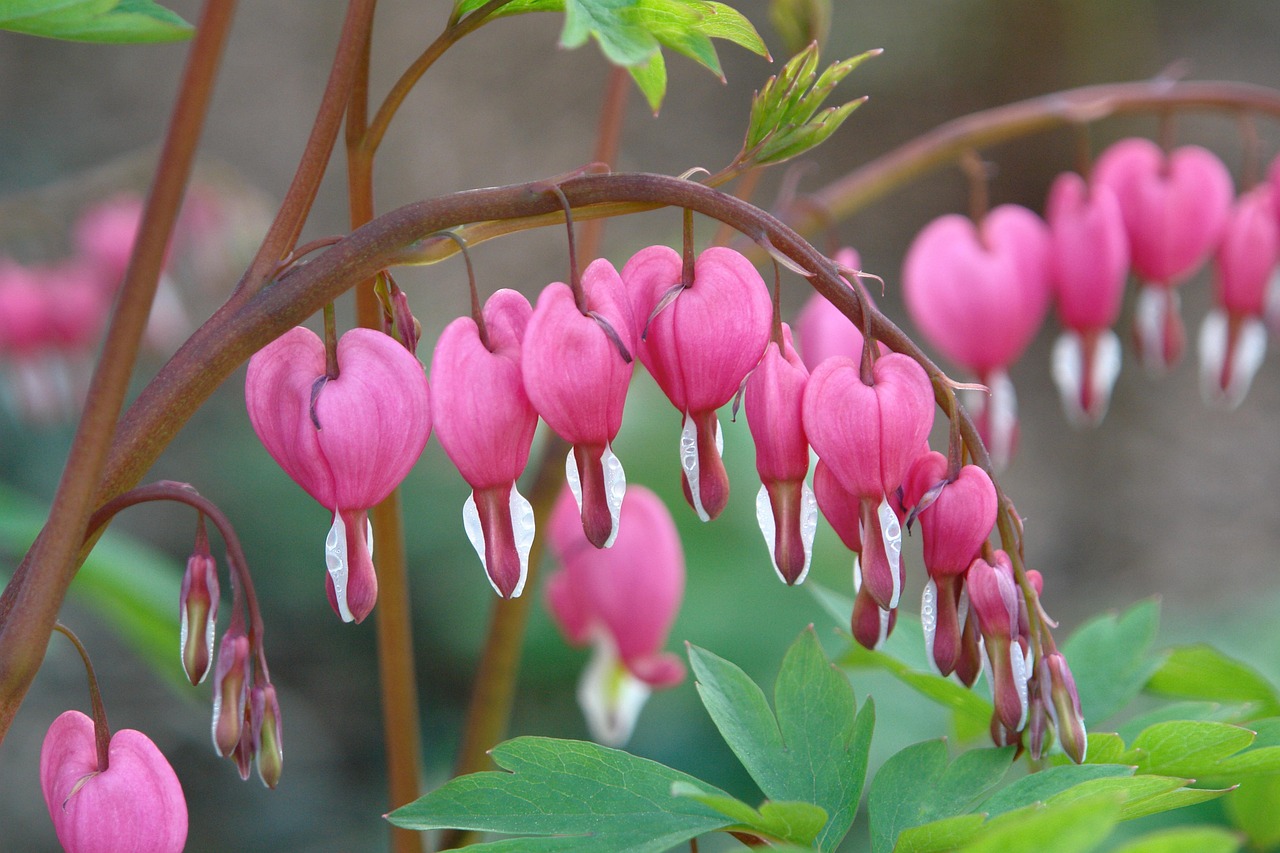 200+ Free Bleeding Heart & Nature Images - Pixabay