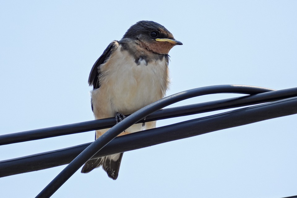 Slikken Dier Vogel Electrische - Gratis foto op Pixabay