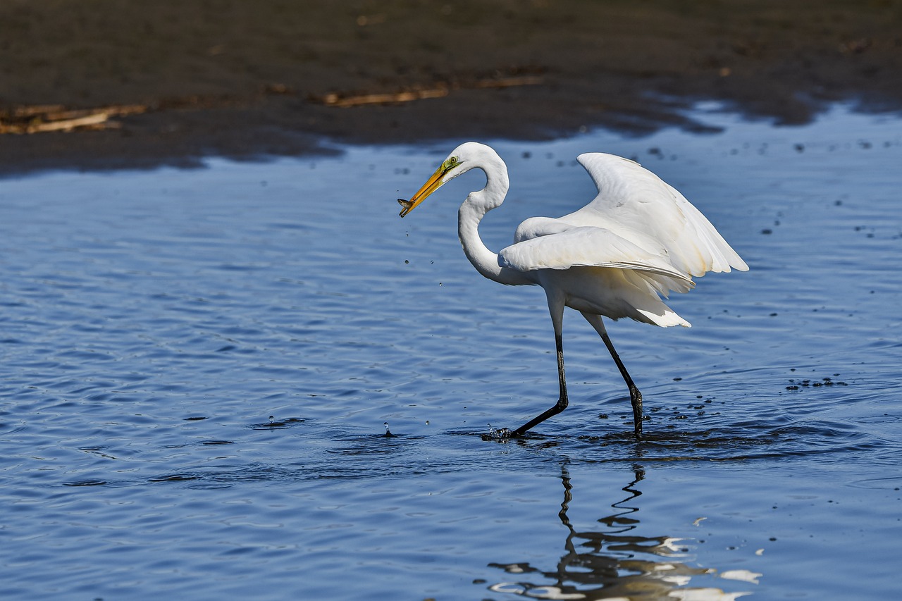 Great Egret River Heron - Free photo on Pixabay - Pixabay