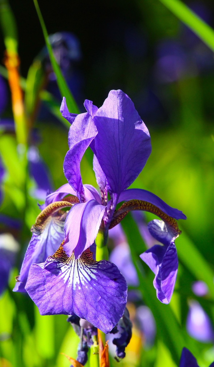 Iris Fleurs Plantes - Photo gratuite sur Pixabay - Pixabay
