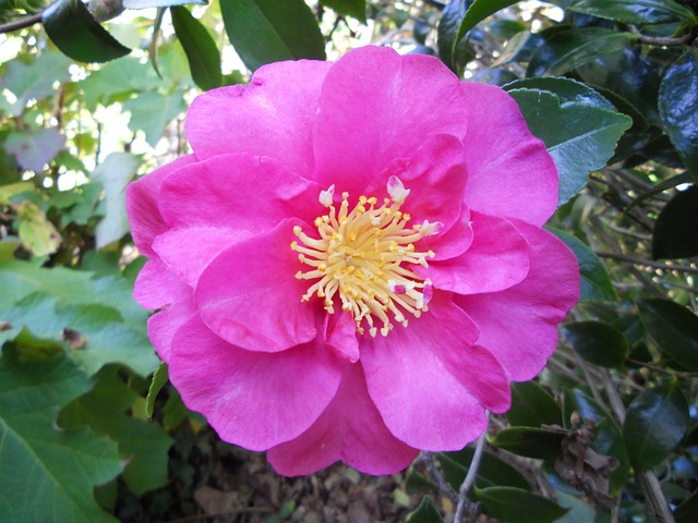 Camellia Pink Free Photo On Pixabay Pixabay