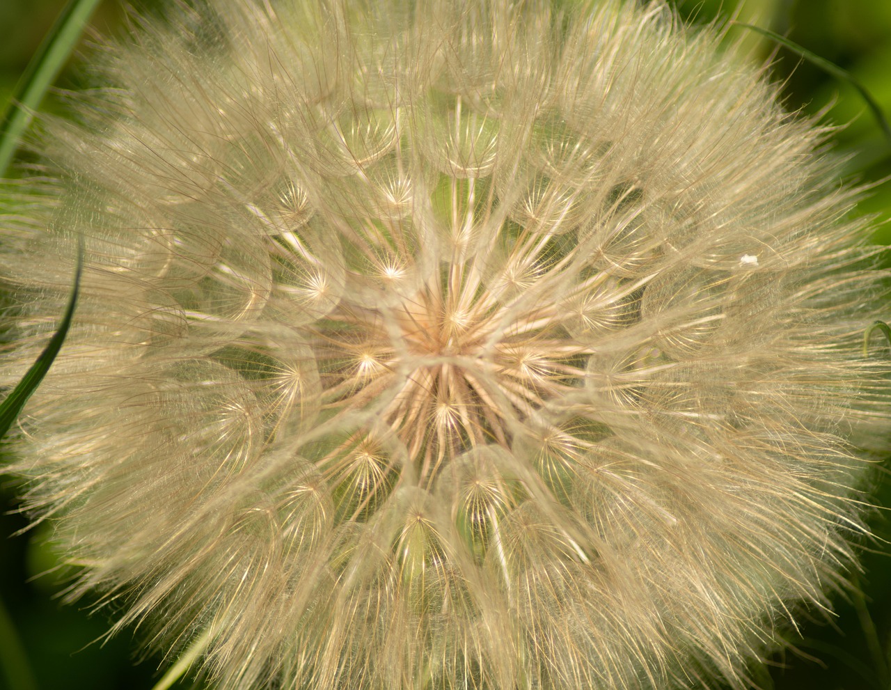 Dandelion Bunga Hijau Padang - Foto gratis di Pixabay - Pixabay