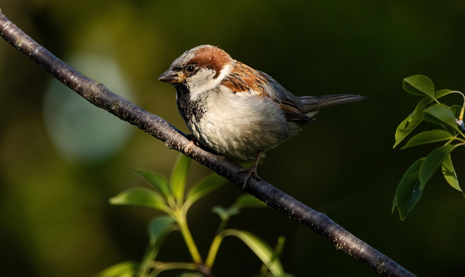 Sparrow Bird Branch - Free photo on Pixabay