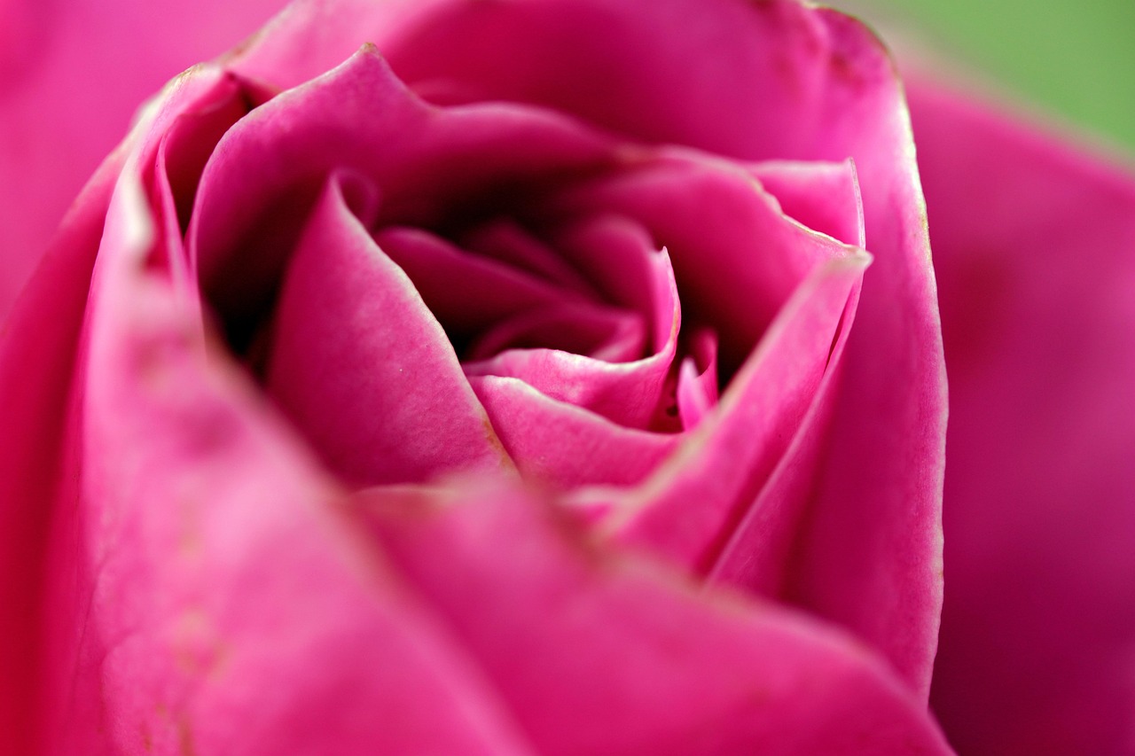 Rose Pinke Blume - Kostenloses Foto auf Pixabay - Pixabay