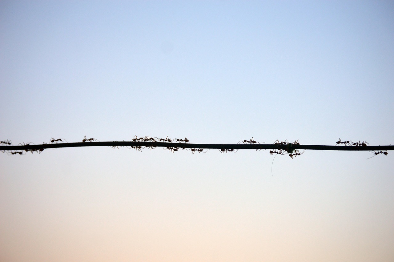 Wire Ants Bugs Electric - Free photo on Pixabay