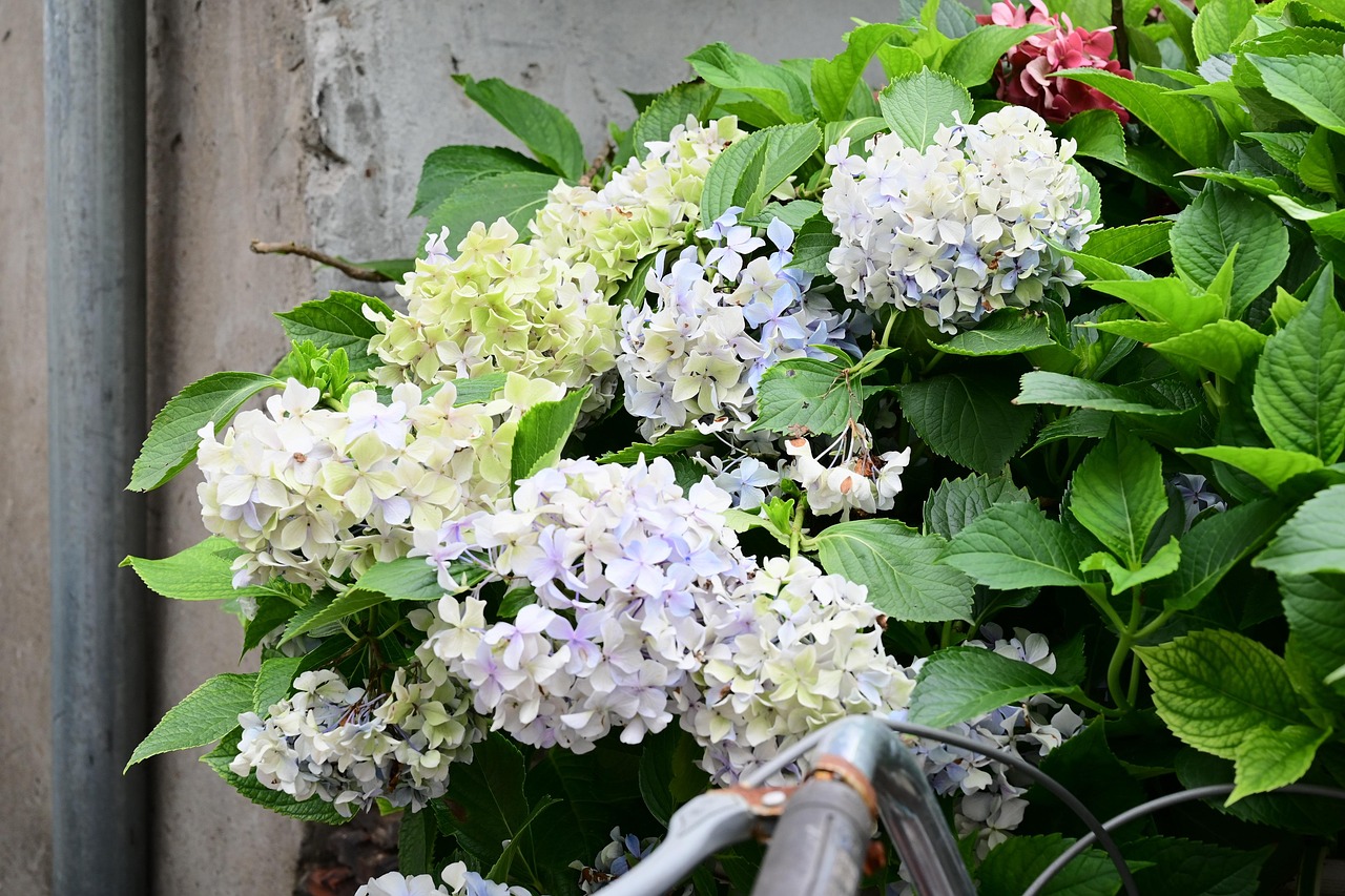Bunga Hydrangea - Foto gratis di Pixabay