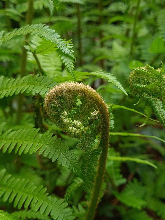 Fern Green Nature - Free photo on Pixabay