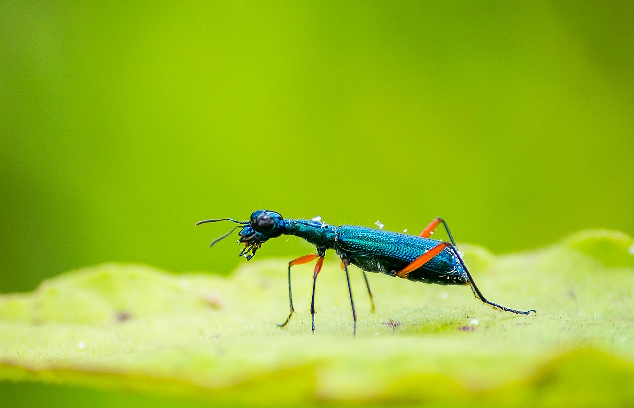 Insecto Fauna Silvestre Naturaleza - Foto gratis en Pixabay - Pixabay