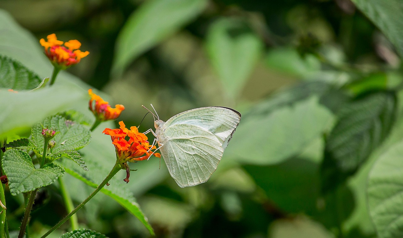 400+ Free Lantana & Garden Photos - Pixabay