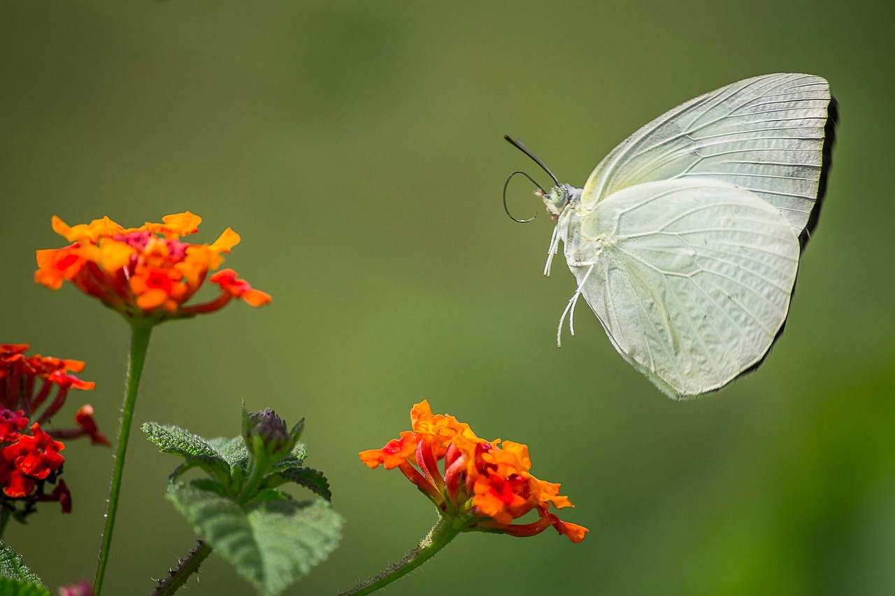Mottled Emigrant Butterfly Insect - Free photo on Pixabay - Pixabay