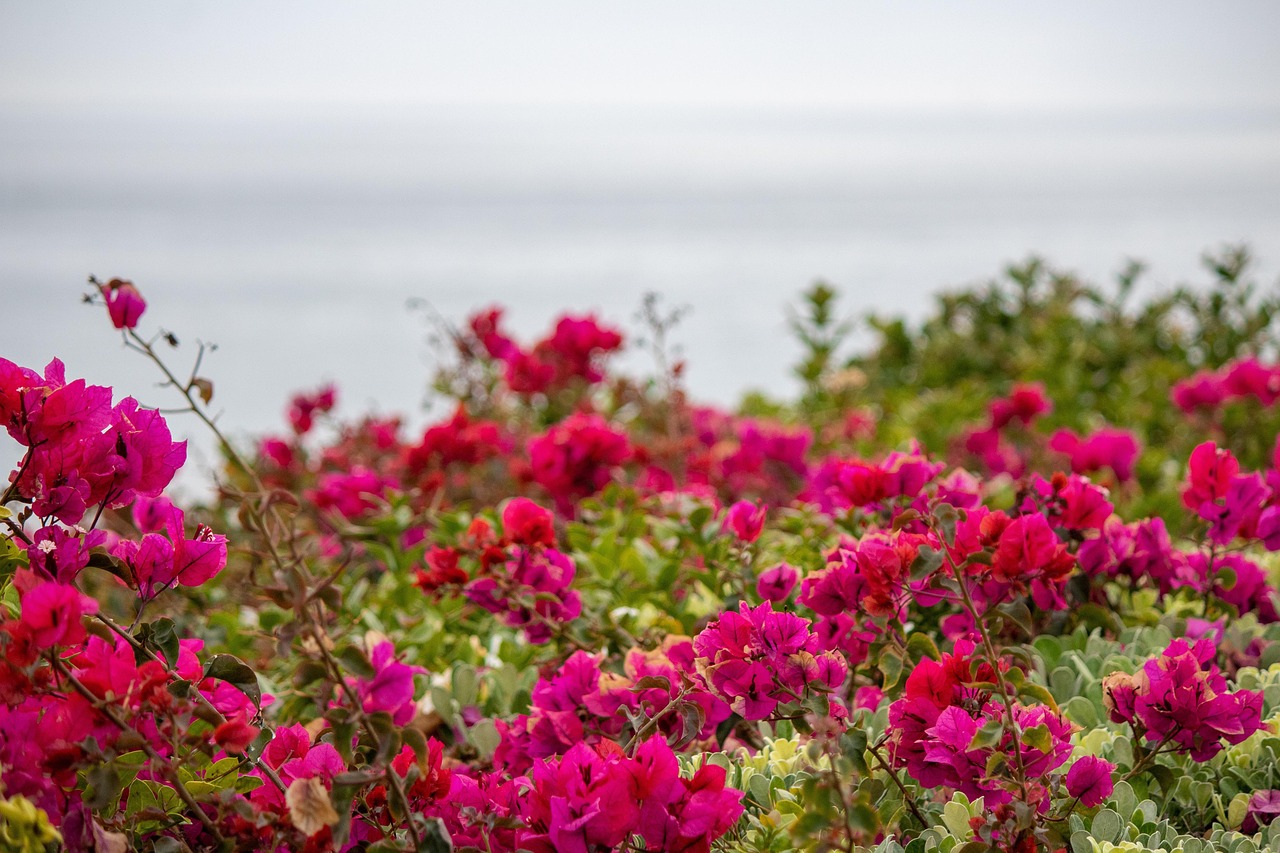 Natureza Flores Florescer Foto Gratuita No Pixabay Pixabay