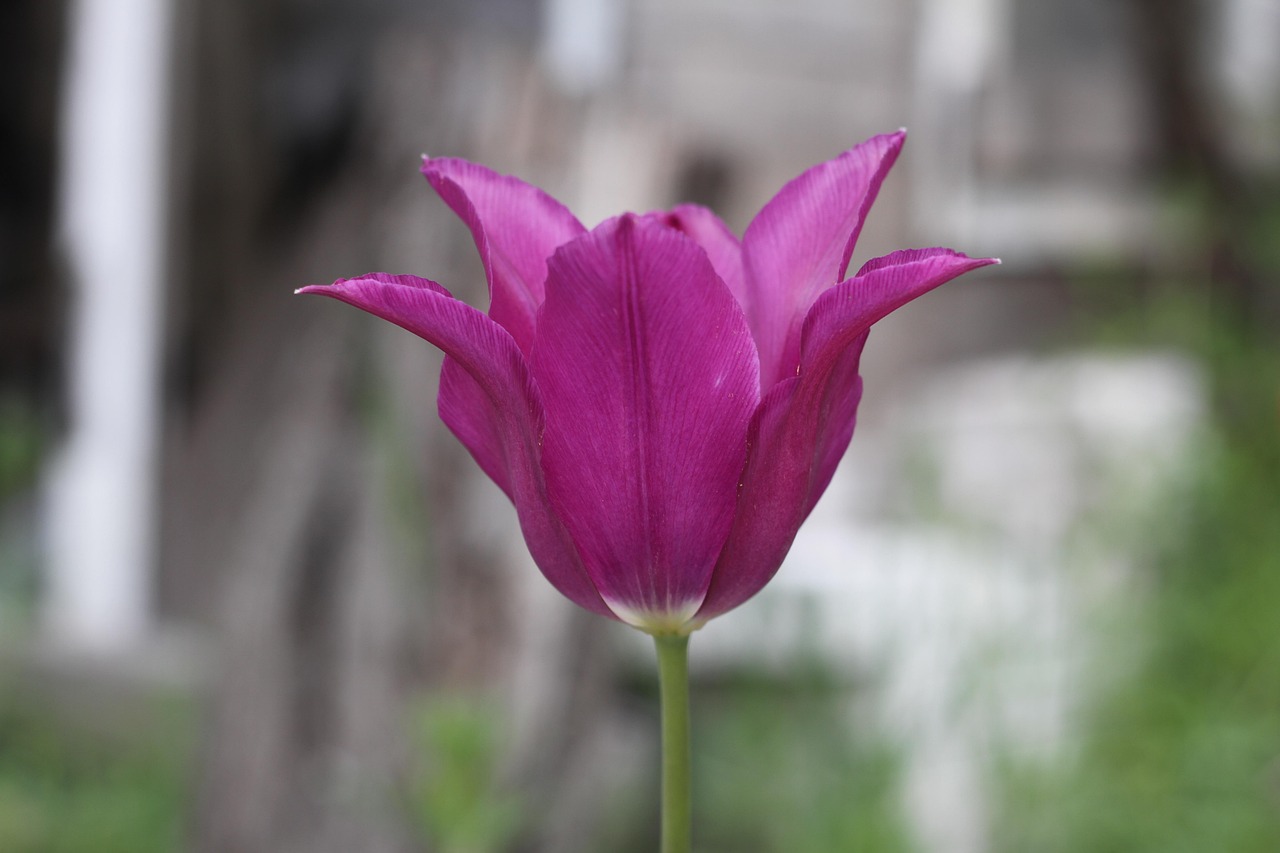 What Does A Purple Tulip Represent at Eric Montez blog