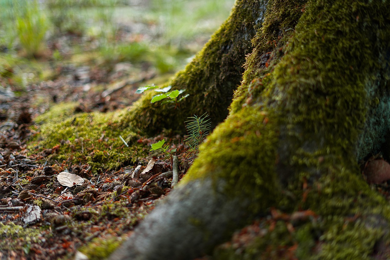 40,000+ Free Softwood Tree & Softwood Images - Pixabay