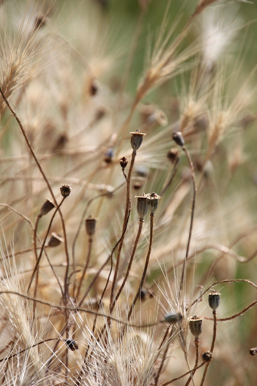 Poppy Capsules Seeds - Free photo on Pixabay