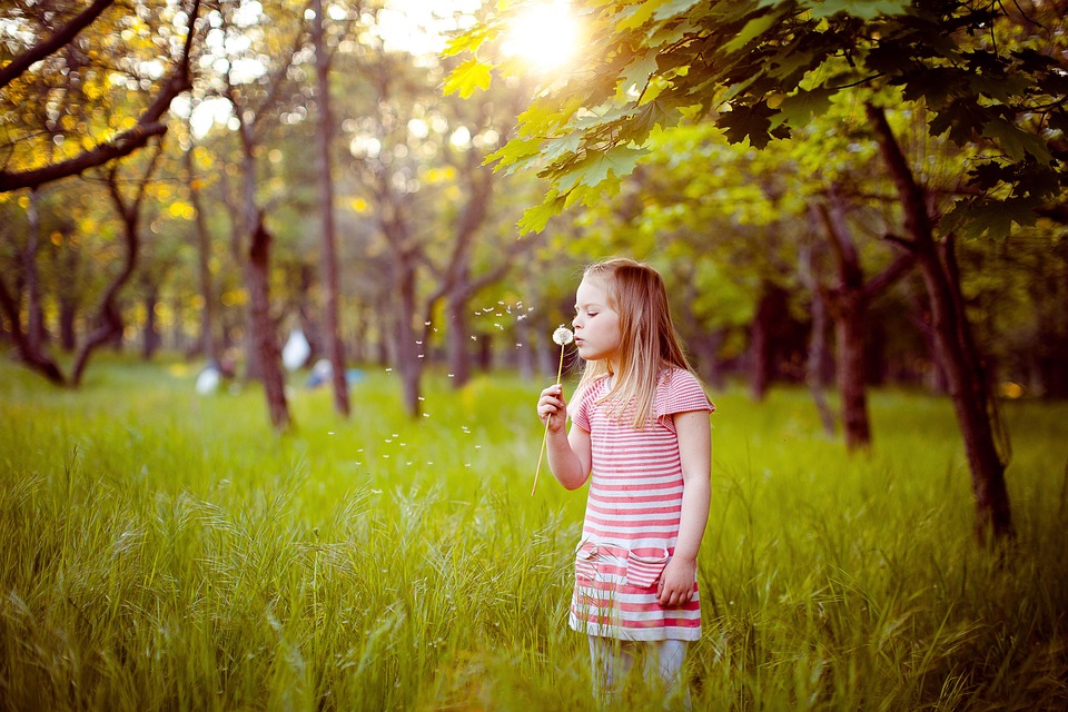 Bebé Diente De León Bosque - Foto gratis en Pixabay