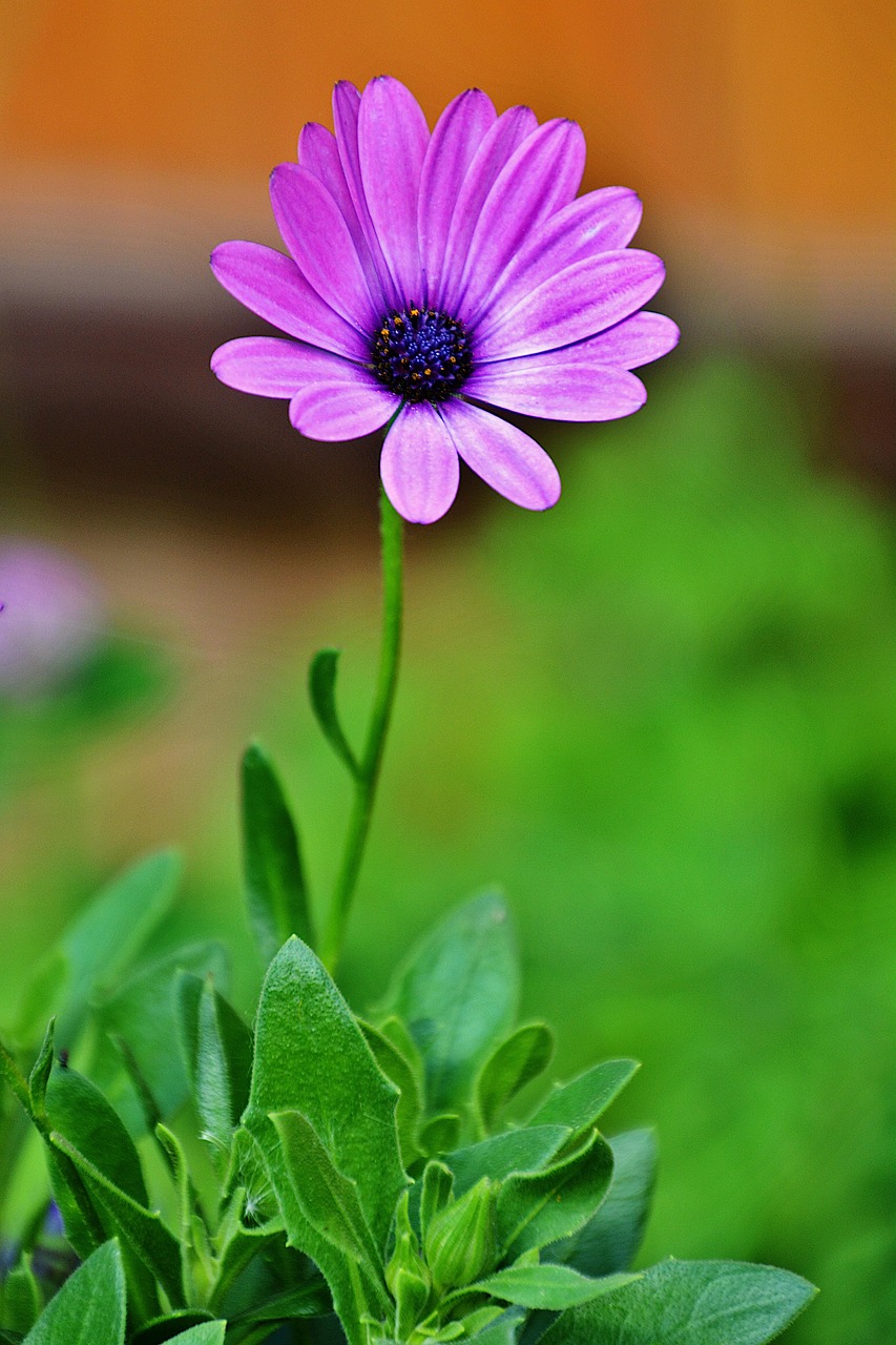 African Daisy Purple - Free photo on Pixabay - Pixabay