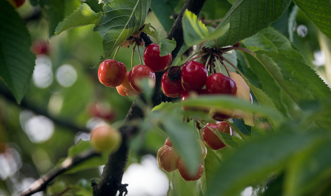 Cherries Fruits Ripe - Free photo on Pixabay - Pixabay