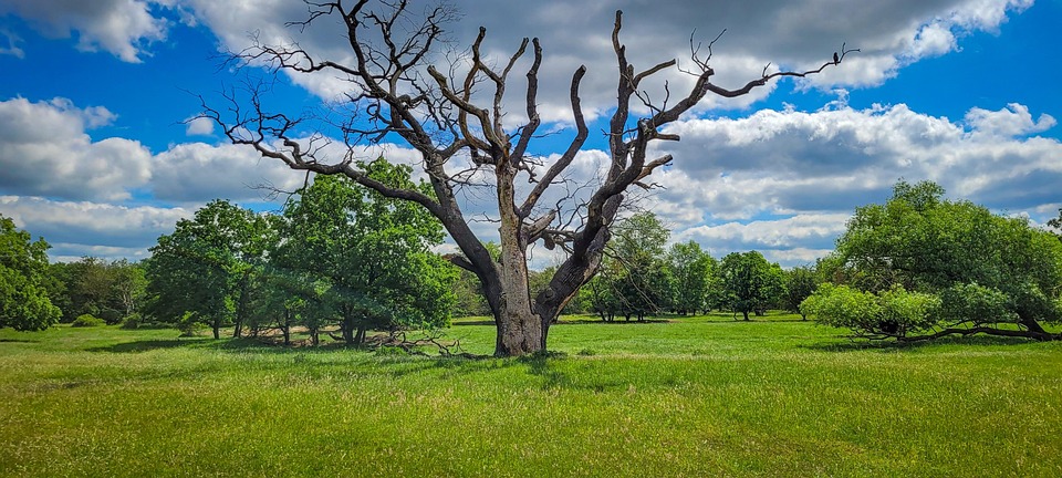 Tree Nature Heaven - Free photo on Pixabay - Pixabay