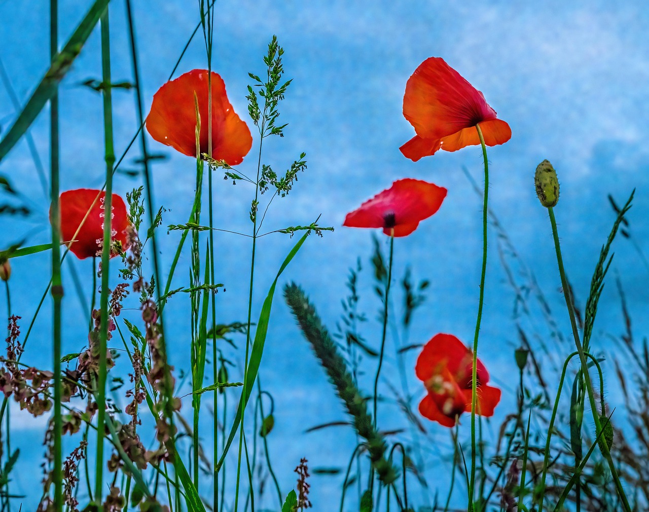 Poppies Flowers Plants Corn - Free photo on Pixabay
