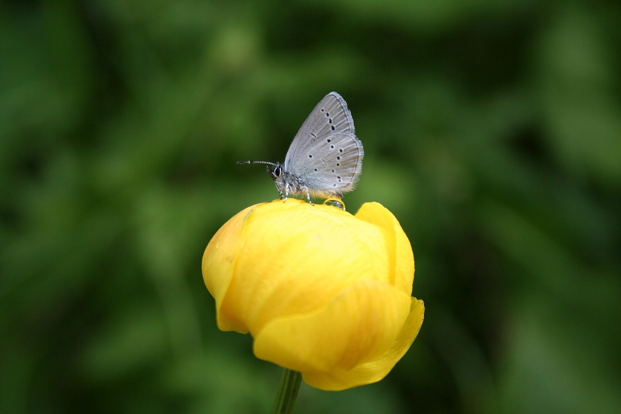 Butterfly Buttercup Pollination - Free photo on Pixabay