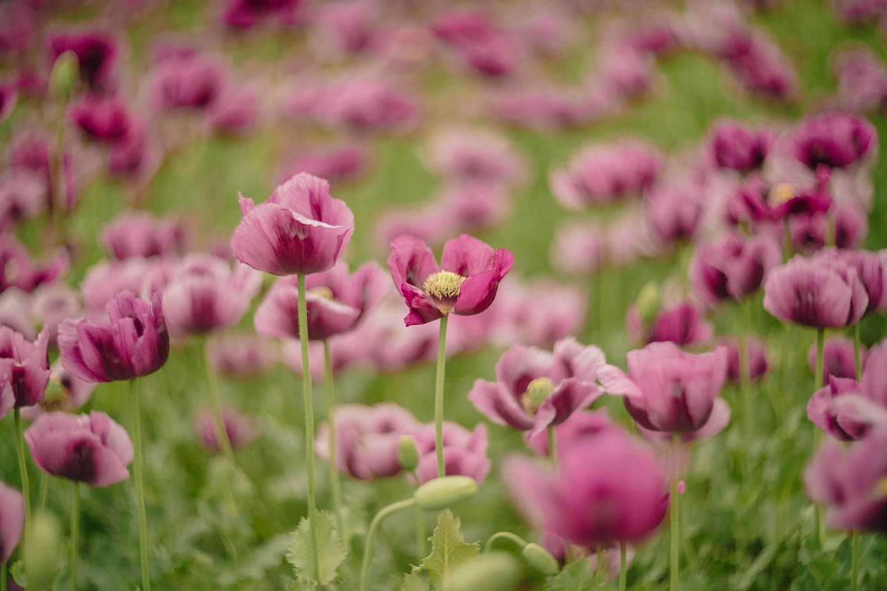 Poppies Flowers Meadow - Free photo on Pixabay