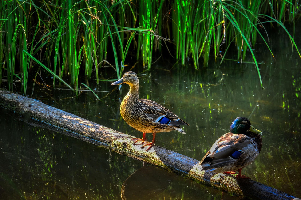 Canards Étang Des Oiseaux - Photo gratuite sur Pixabay - Pixabay