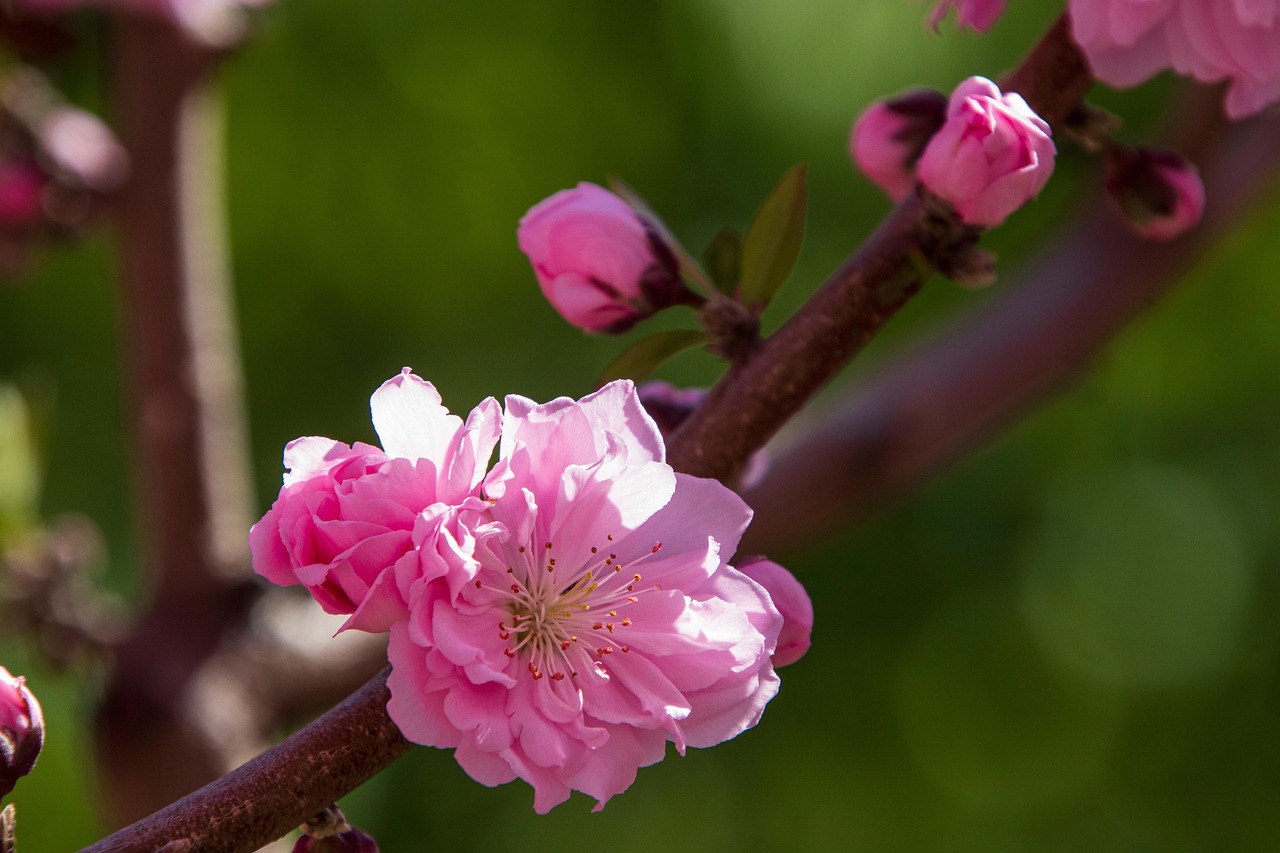 Plum Blossoms Flowers Pink - Free photo on Pixabay