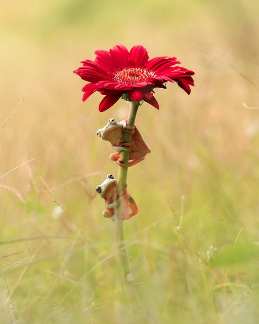 Daisy Red Flower Frogs - Free photo on Pixabay - Pixabay