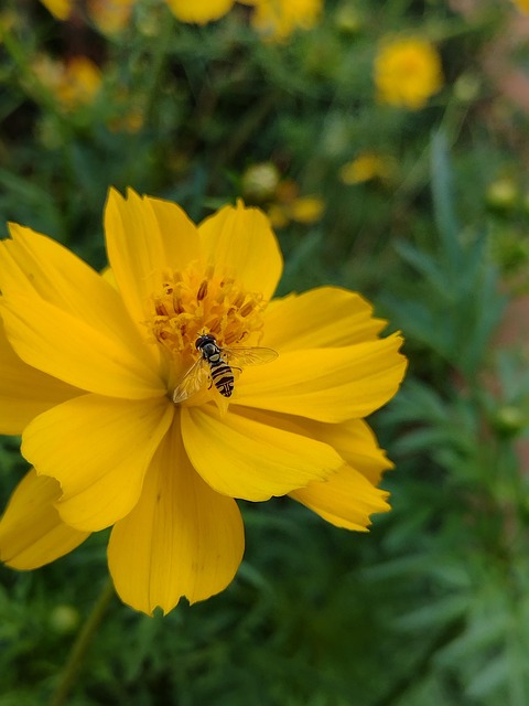 Kosmos Kuning Lebah Penyerbukan - Foto gratis di Pixabay - Pixabay