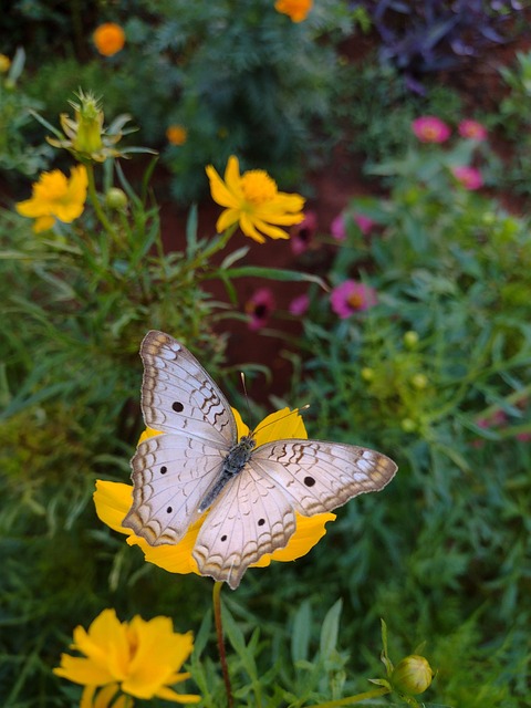 Cosmos Jaune Papillon - Photo gratuite sur Pixabay - Pixabay